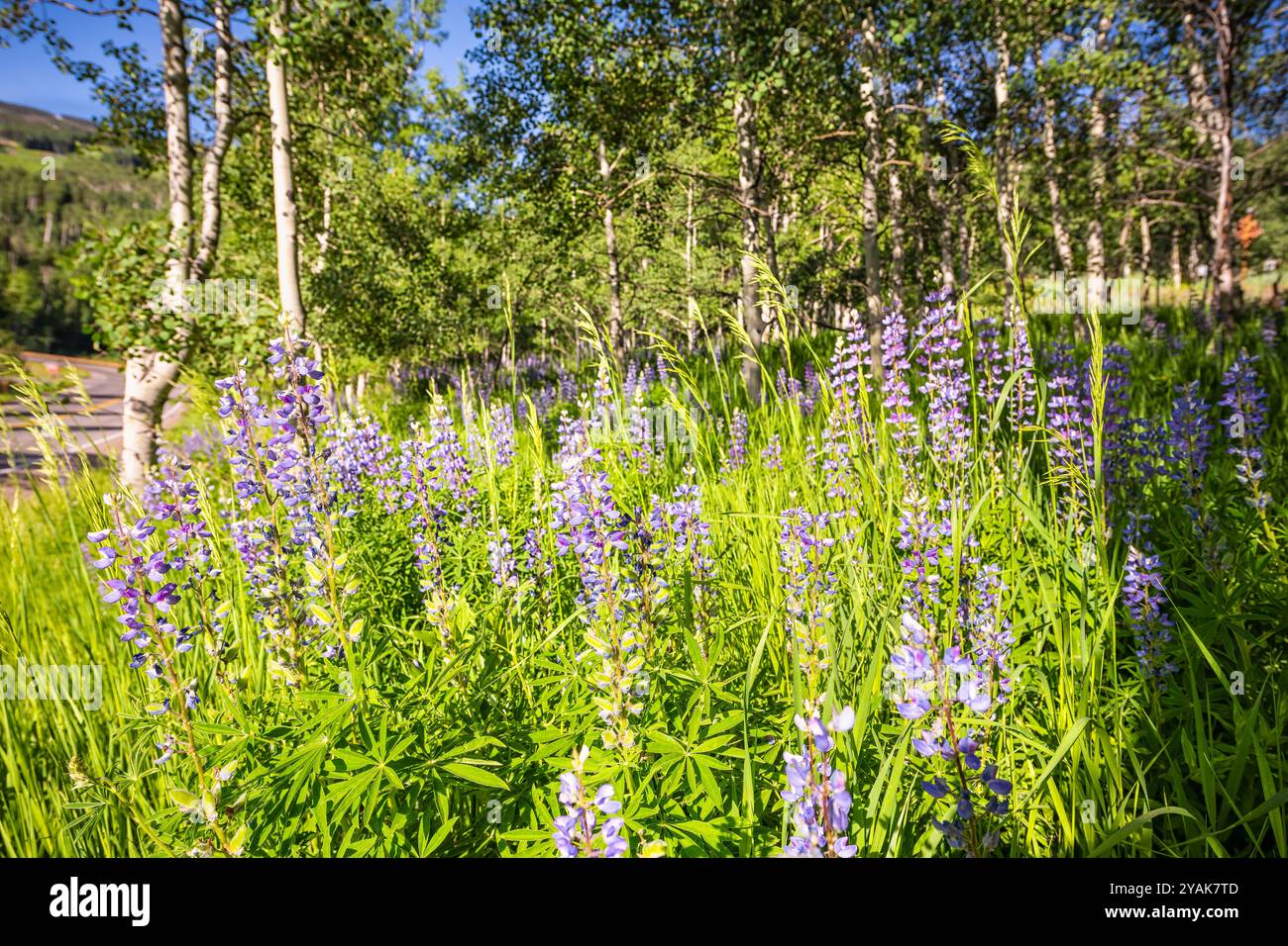 Lupine wildflowers in green summer forest grove on Sunnyside Trail in ...