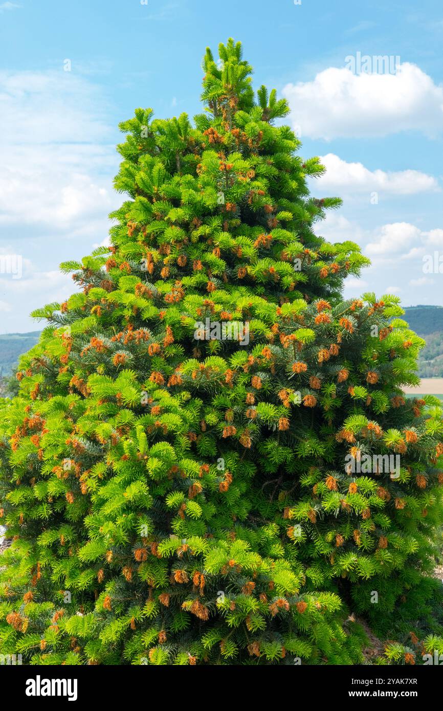 Abies cilicica spring grove hi-res stock photography and images - Alamy