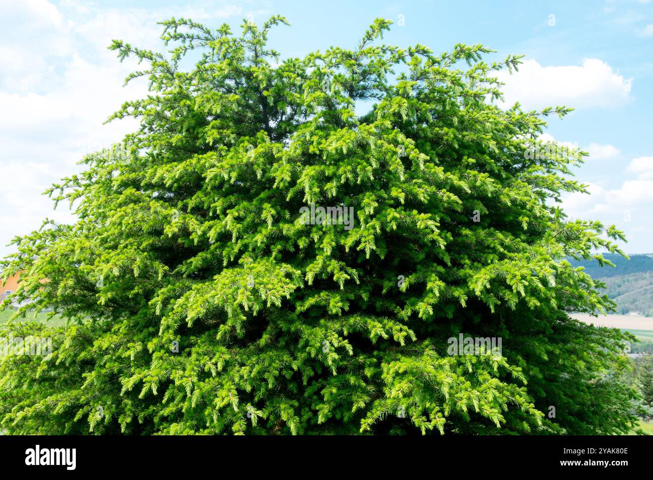 Cedar of Lebanon Tree Cedrus libani "Compacta Gem Stock Photo - Alamy