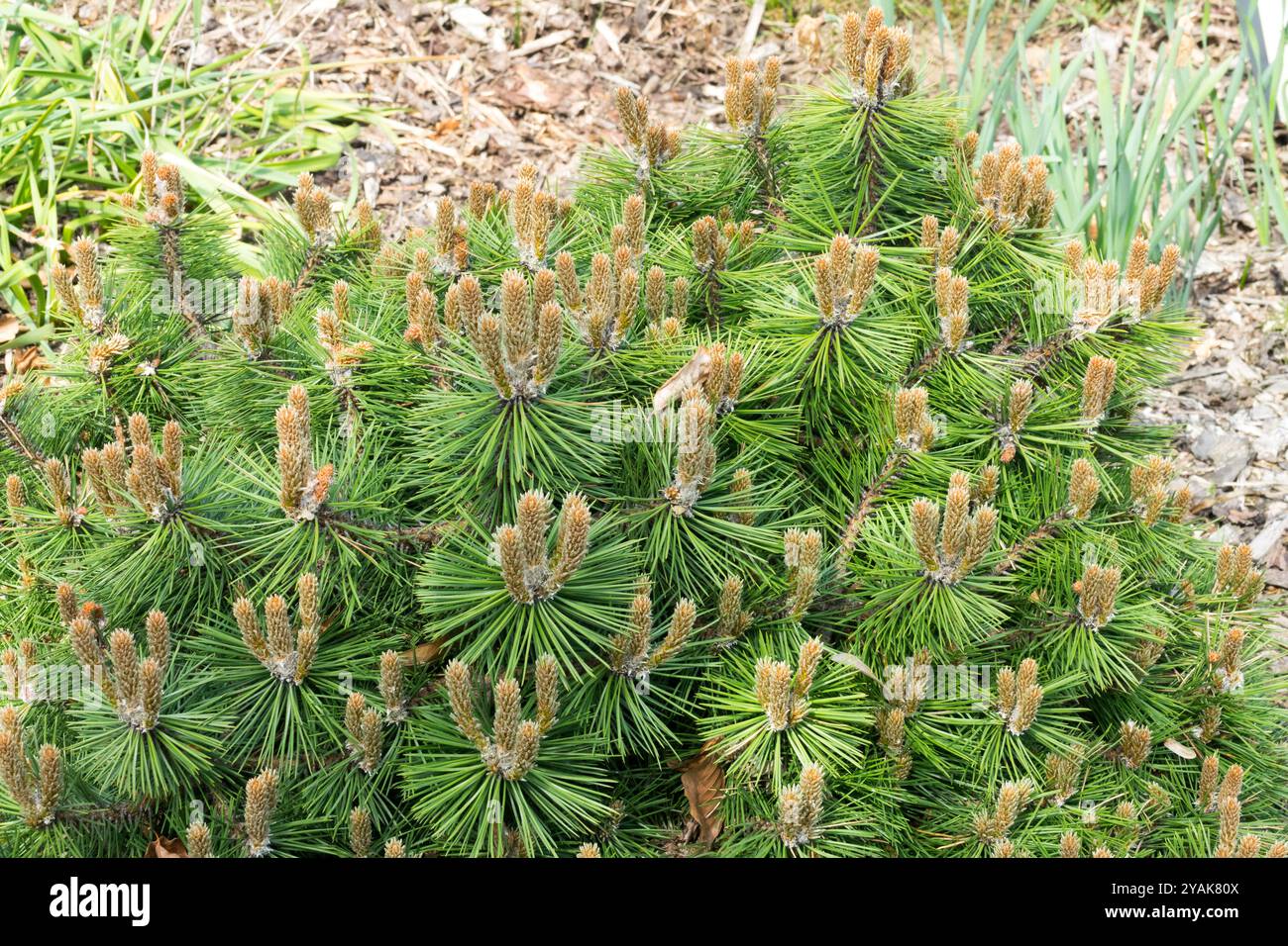Pinus nigra agnes bregeon hi-res stock photography and images - Alamy