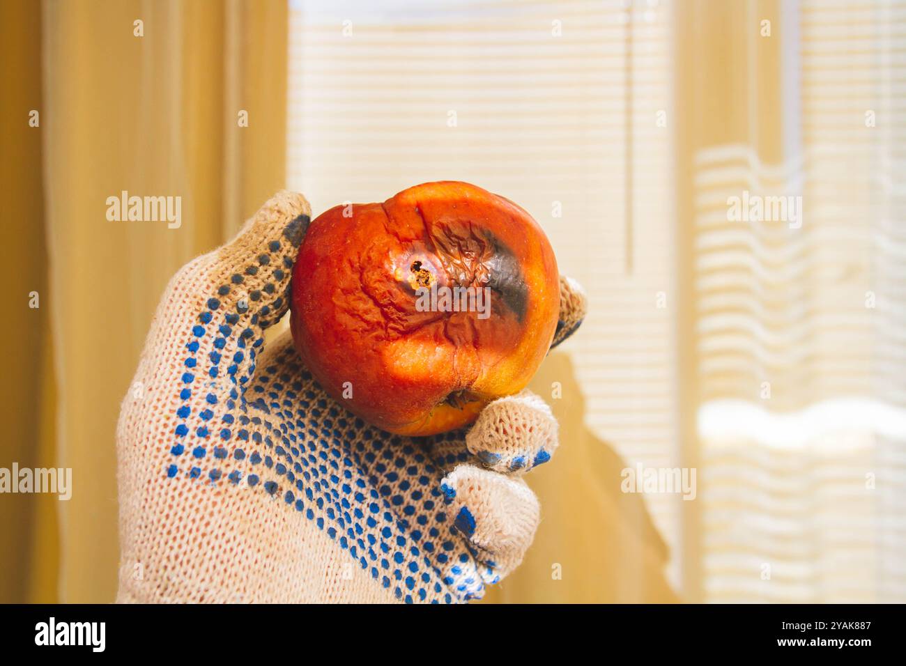 Rotten apple in sun. Rotting fruit. Diseases of apple fruit. Pest ...