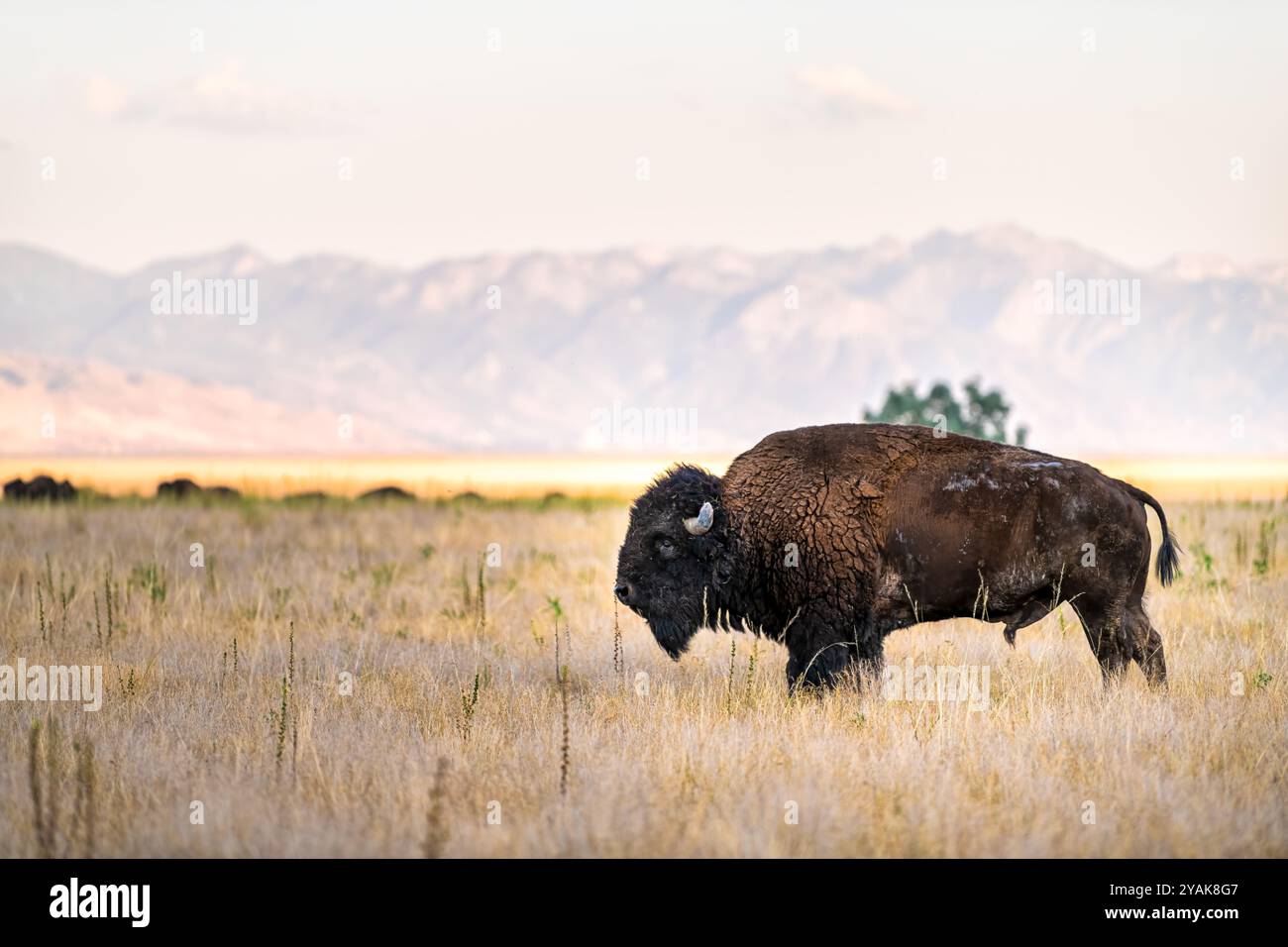 Bison wild male bull shedding fur with tail, horns on Antelope Island ...