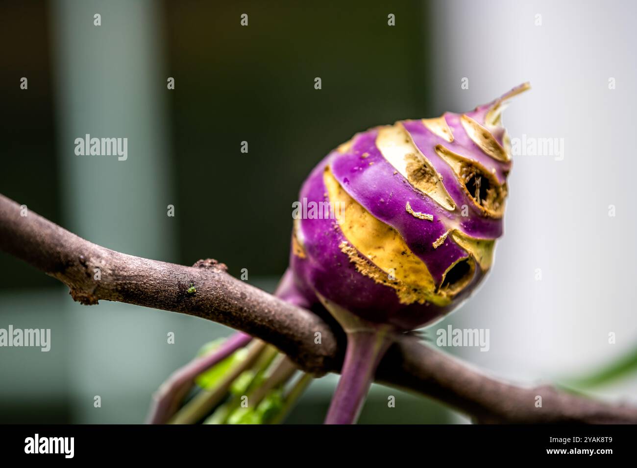 Kohlrabi purple cabbage heirloom plant macro closeup with disease root ...