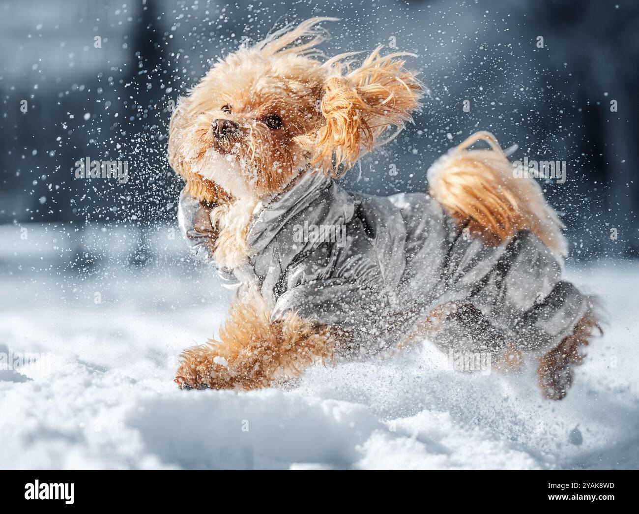 A joyful Maltipoo dashes through the snow, scattering snowflakes in a ...