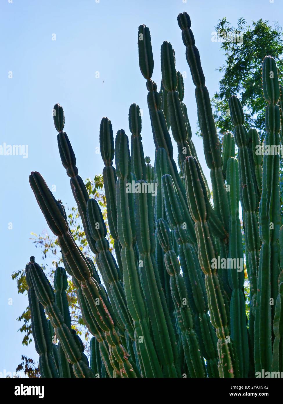 Columnar cactus, rock cactus, botanical name Cereus peruvianus Stock ...