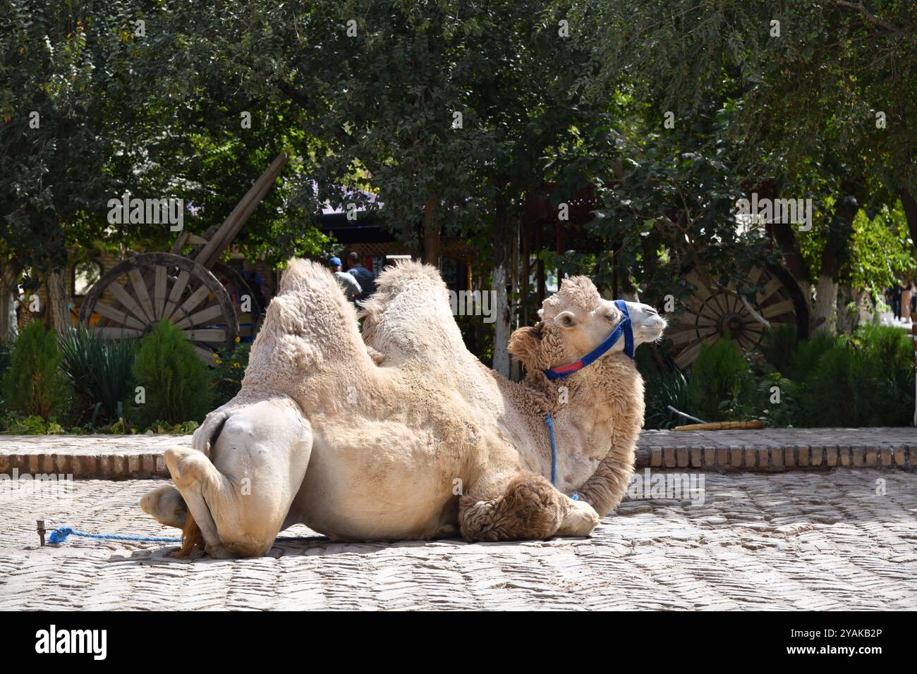 Camel caravan ancient silk road hi-res stock photography and images - Alamy