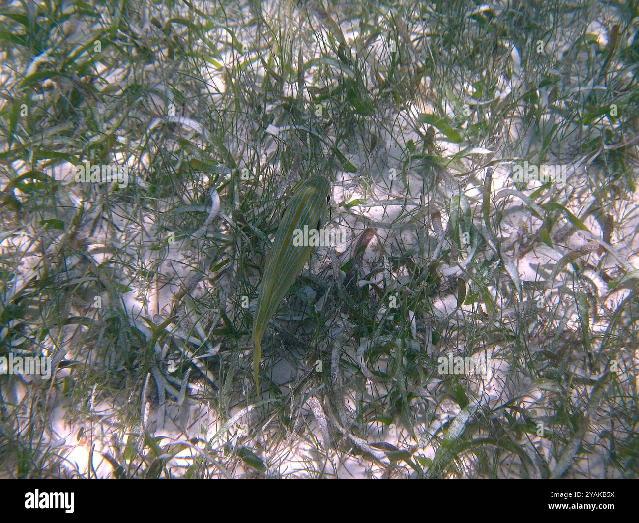 Fish underwater photograph in Yucatan, Mexico Stock Photo - Alamy