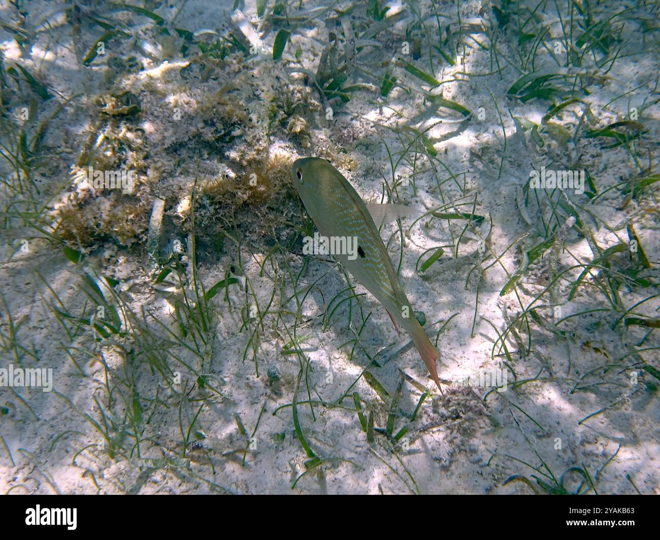 Fish underwater photograph in Yucatan, Mexico Stock Photo - Alamy