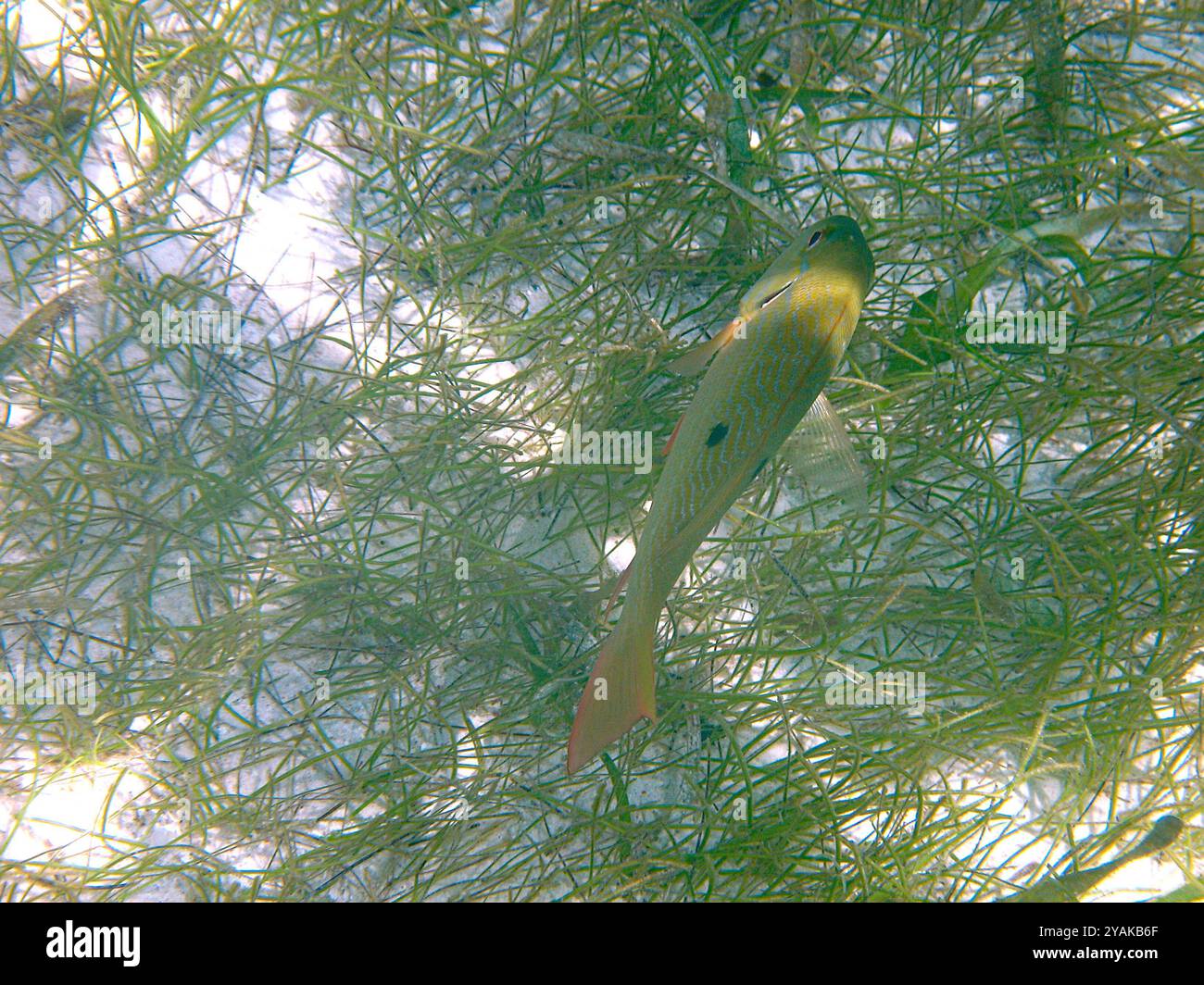 Fish underwater photograph in Yucatan, Mexico Stock Photo - Alamy