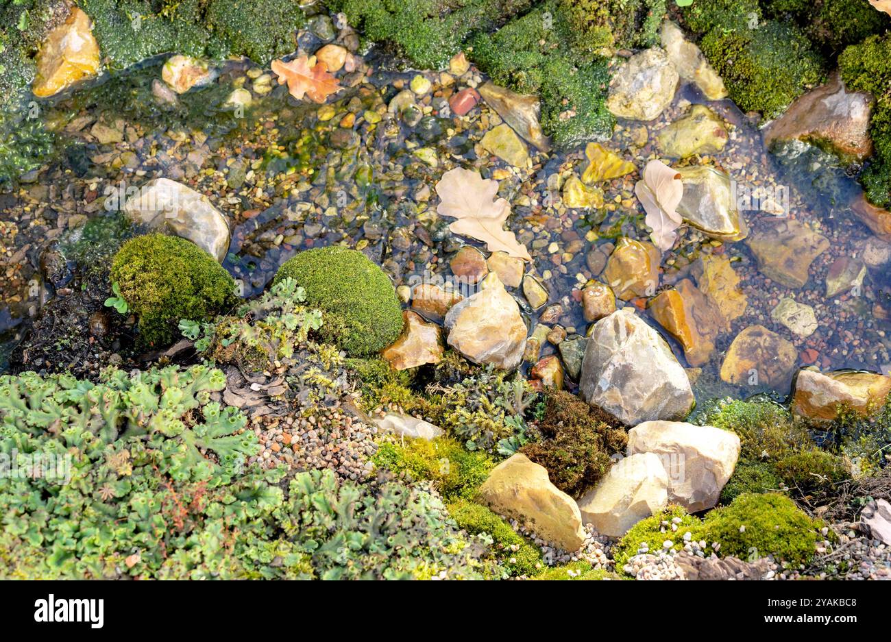 Microlandscape nature hi-res stock photography and images - Alamy