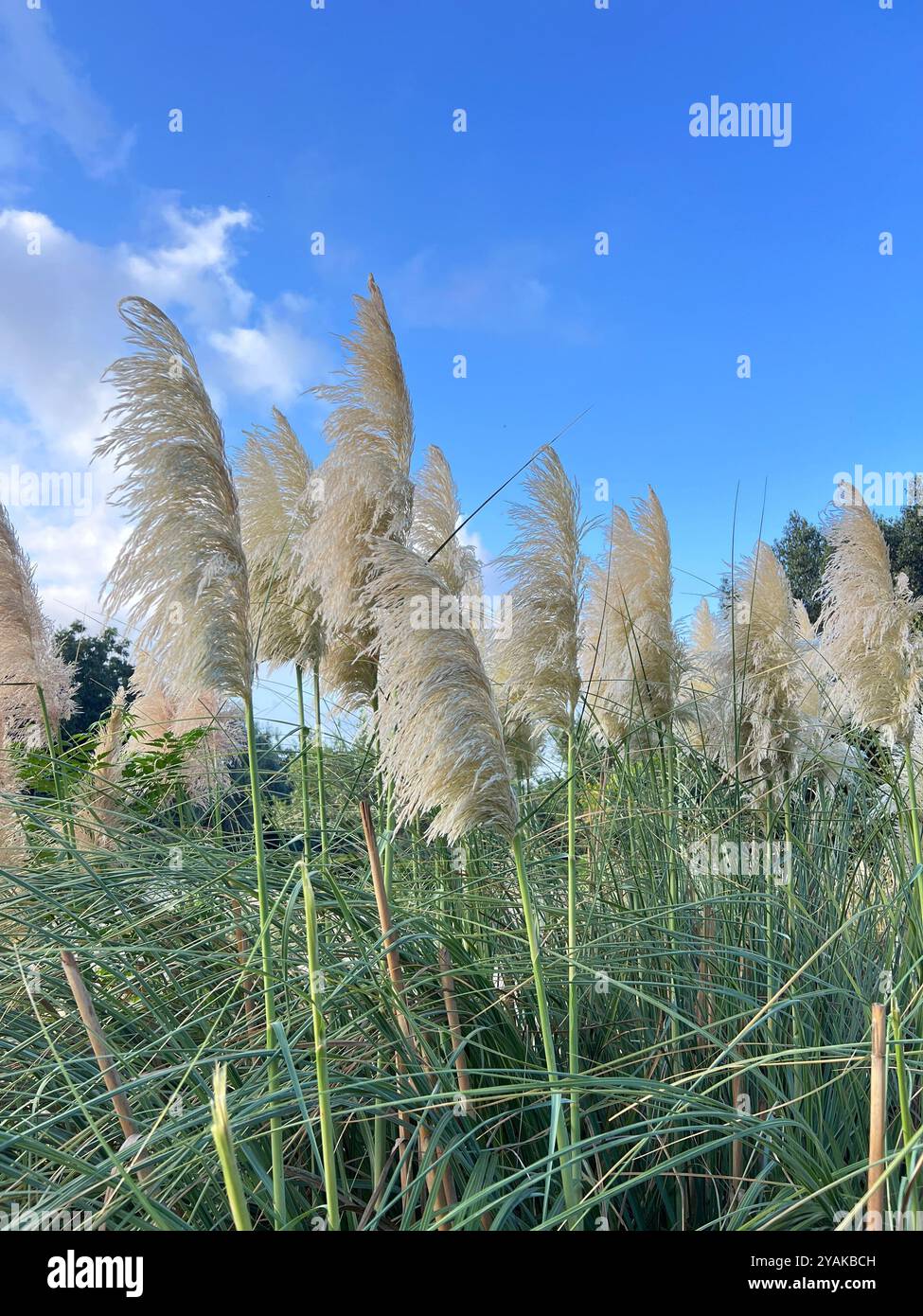 Pampas grass plumes gently hi-res stock photography and images - Alamy