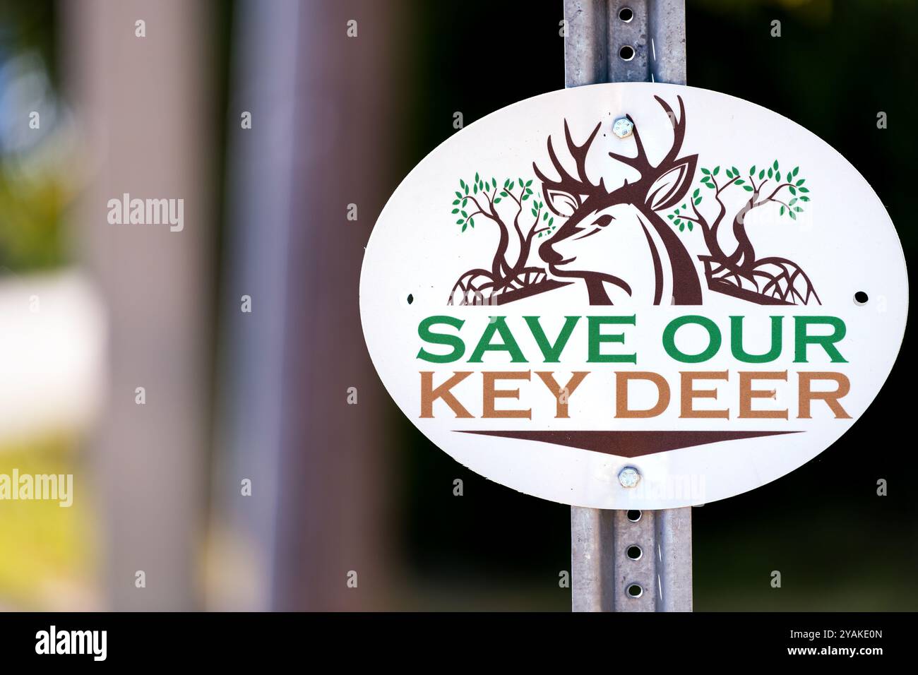 Miami, USA - January 24, 2021: Save our key deer sign for endangered ...
