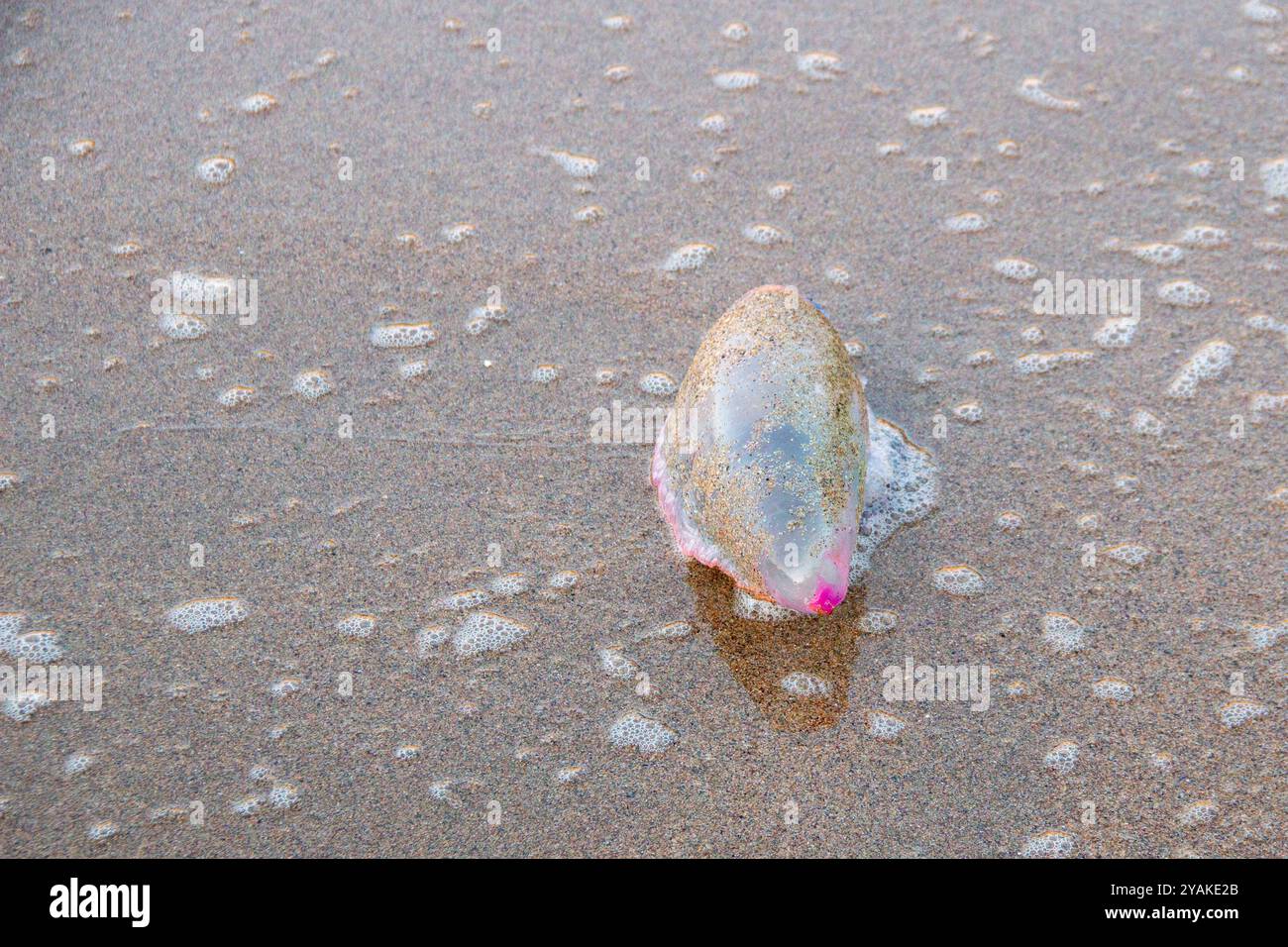 Jellyfish of the species known as the Portuguese man-of-war, stranded ...