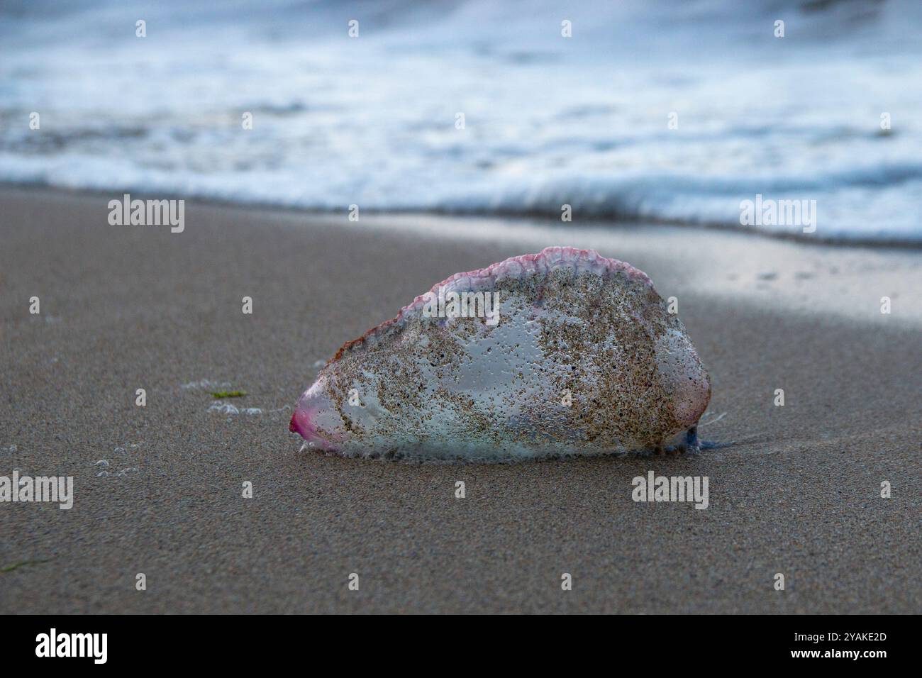 Jellyfish of the species known as the Portuguese man-of-war, stranded ...