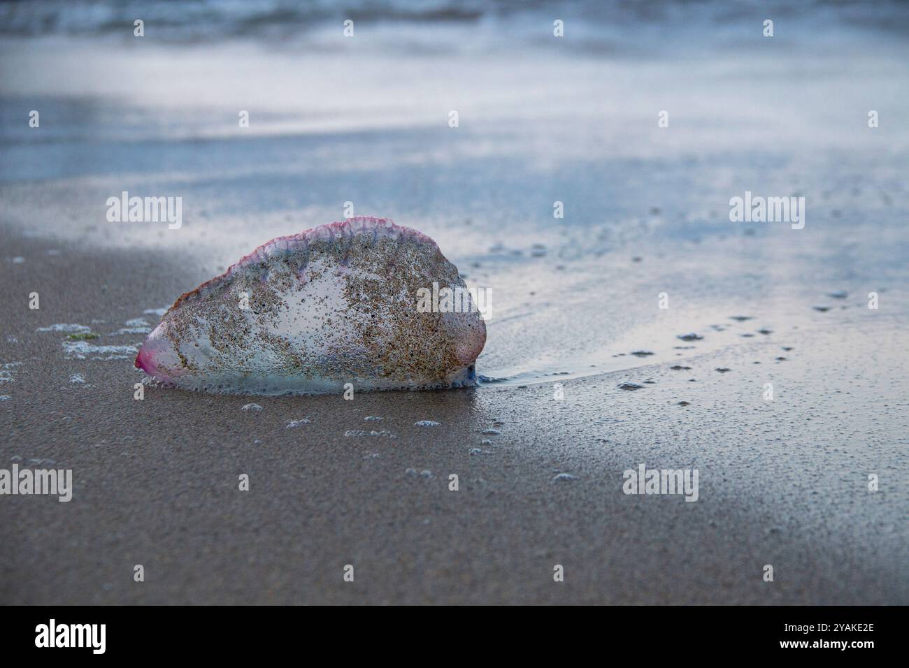 Jellyfish of the species known as the Portuguese man-of-war, stranded ...