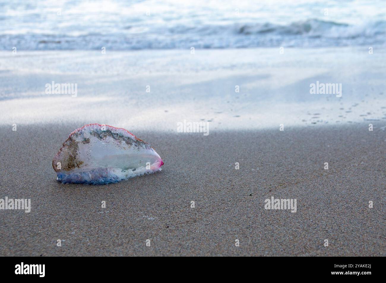 Jellyfish of the species known as the Portuguese man-of-war, stranded ...