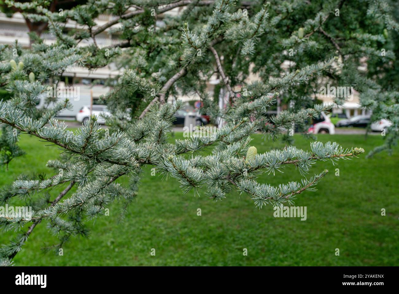 Coloradi fir hi-res stock photography and images - Alamy