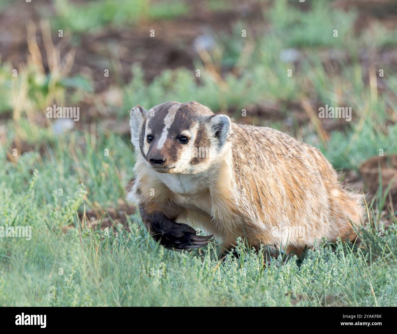 American badger hole hi-res stock photography and images - Alamy