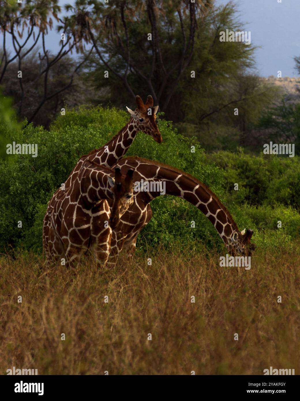 Spots giraffe hi-res stock photography and images - Alamy