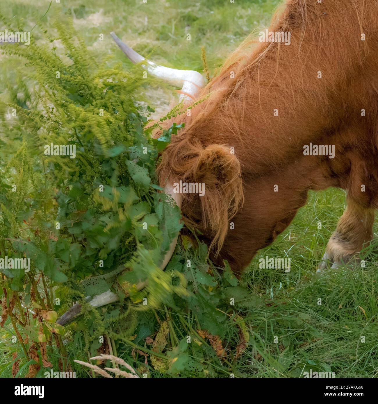 Cattle itchy ear Stock Photo - Alamy