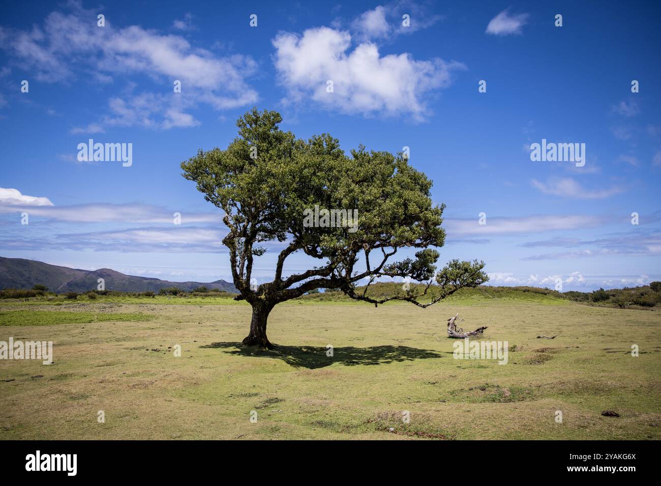 Mystical Fanal Forest in Madeira with blue sky and sunshine instead of ...