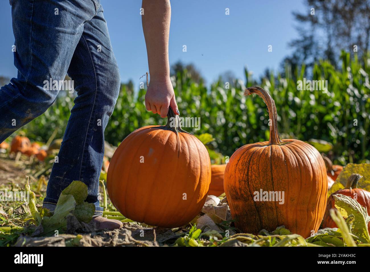 AUBURN, WASH., U.S. - OCT. 6, 2024: A pumpkin makes the cut at a u-pick ...