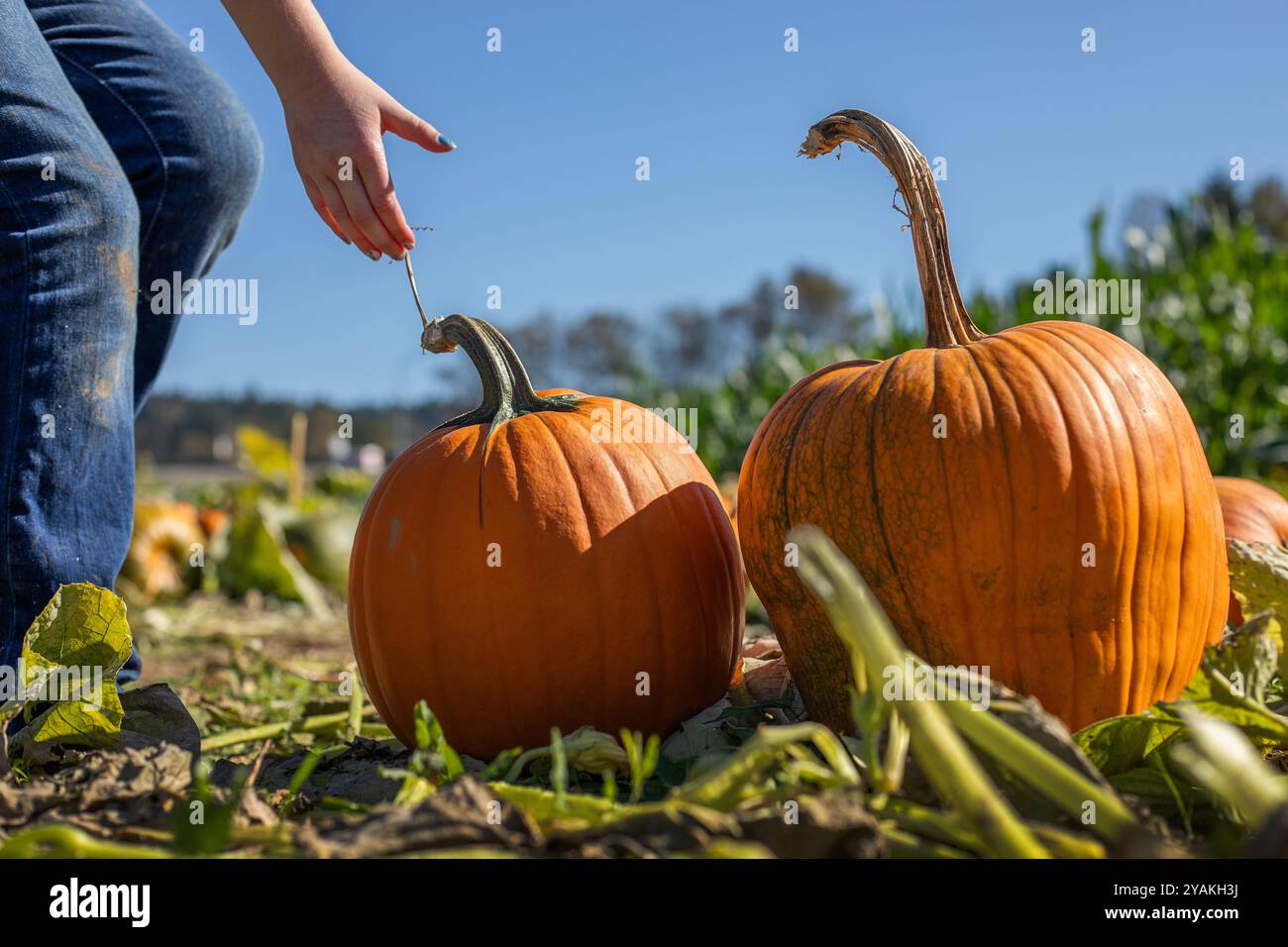 AUBURN, WASH., U.S. - OCT. 6, 2024: A pumpkin makes the cut at a u-pick ...