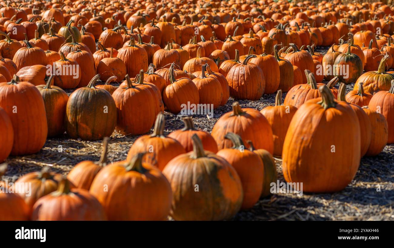 AUBURN, WASH., U.S. - OCT. 6, 2024: Pumpkins lined up for sale at a u ...