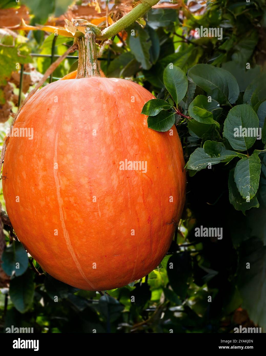 A large, vibrant orange pumpkin growing on a vine, surrounded by green ...