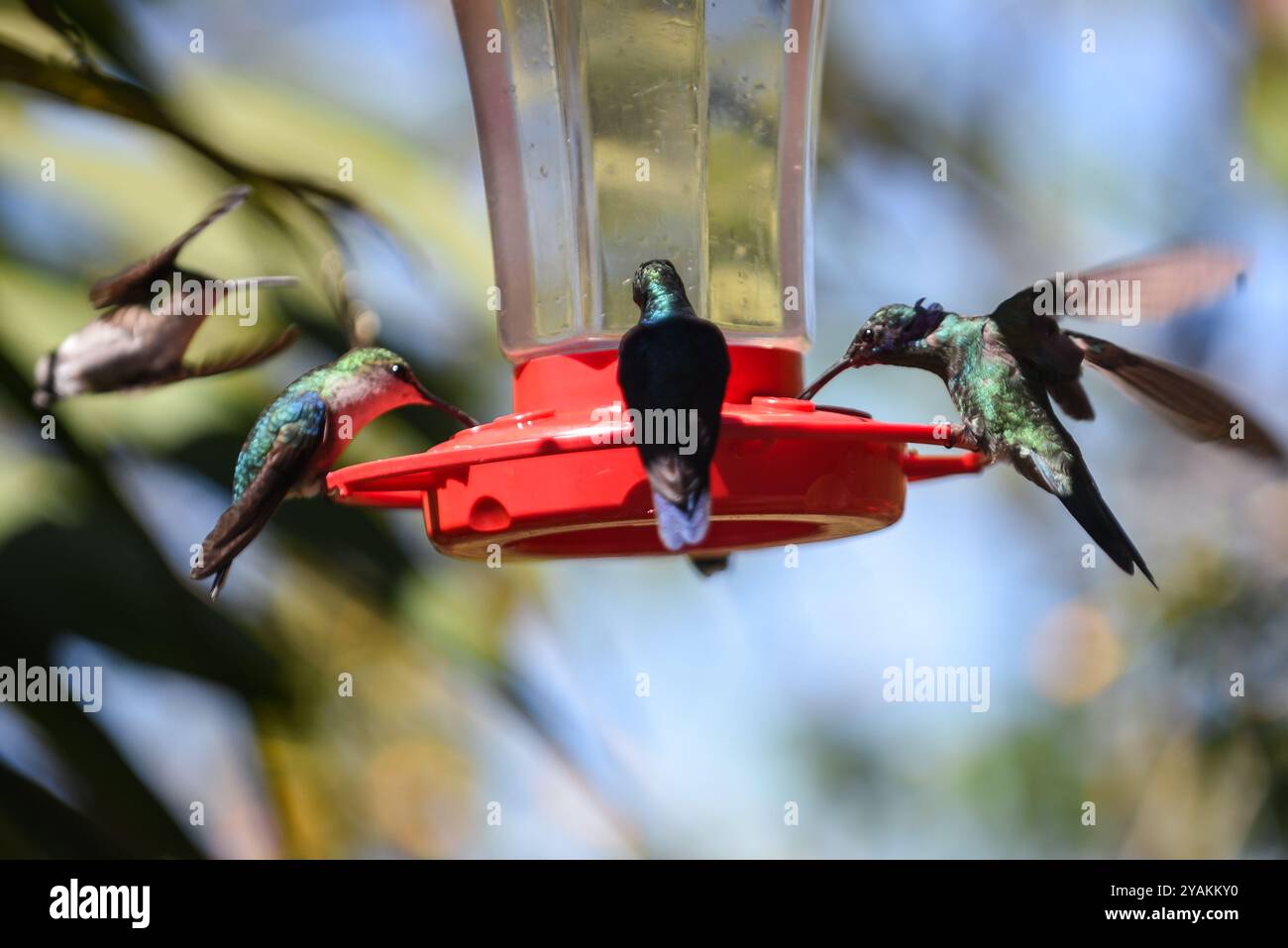 Hummingbird feeder in Sierra Nevada de Santa Marta, Colombia Stock ... Hummingbird feeder in Sierra Nevada de Santa Marta, Colombia Stock ...