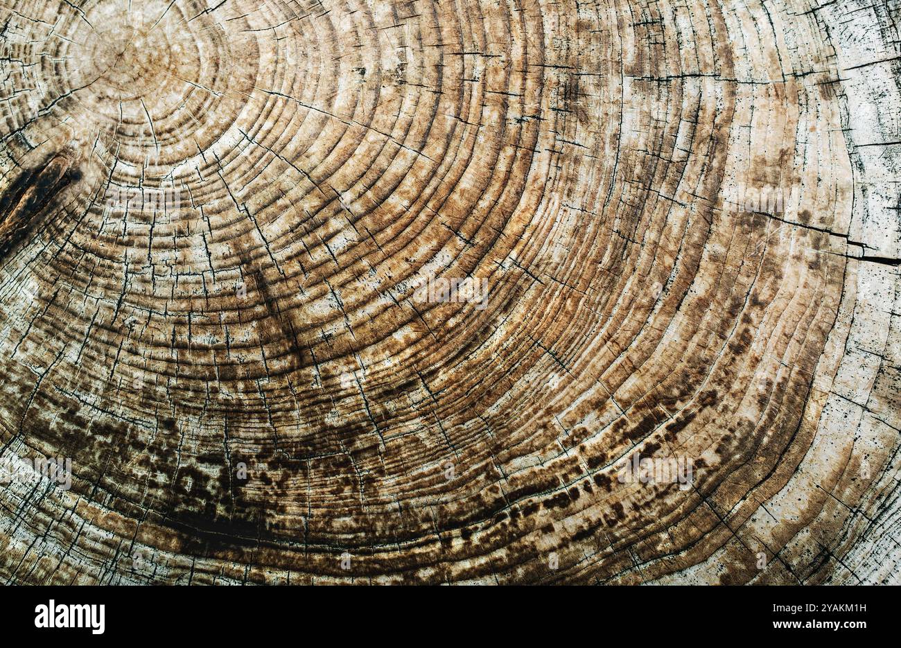 Cross section of tree rings Stock Photo - Alamy
