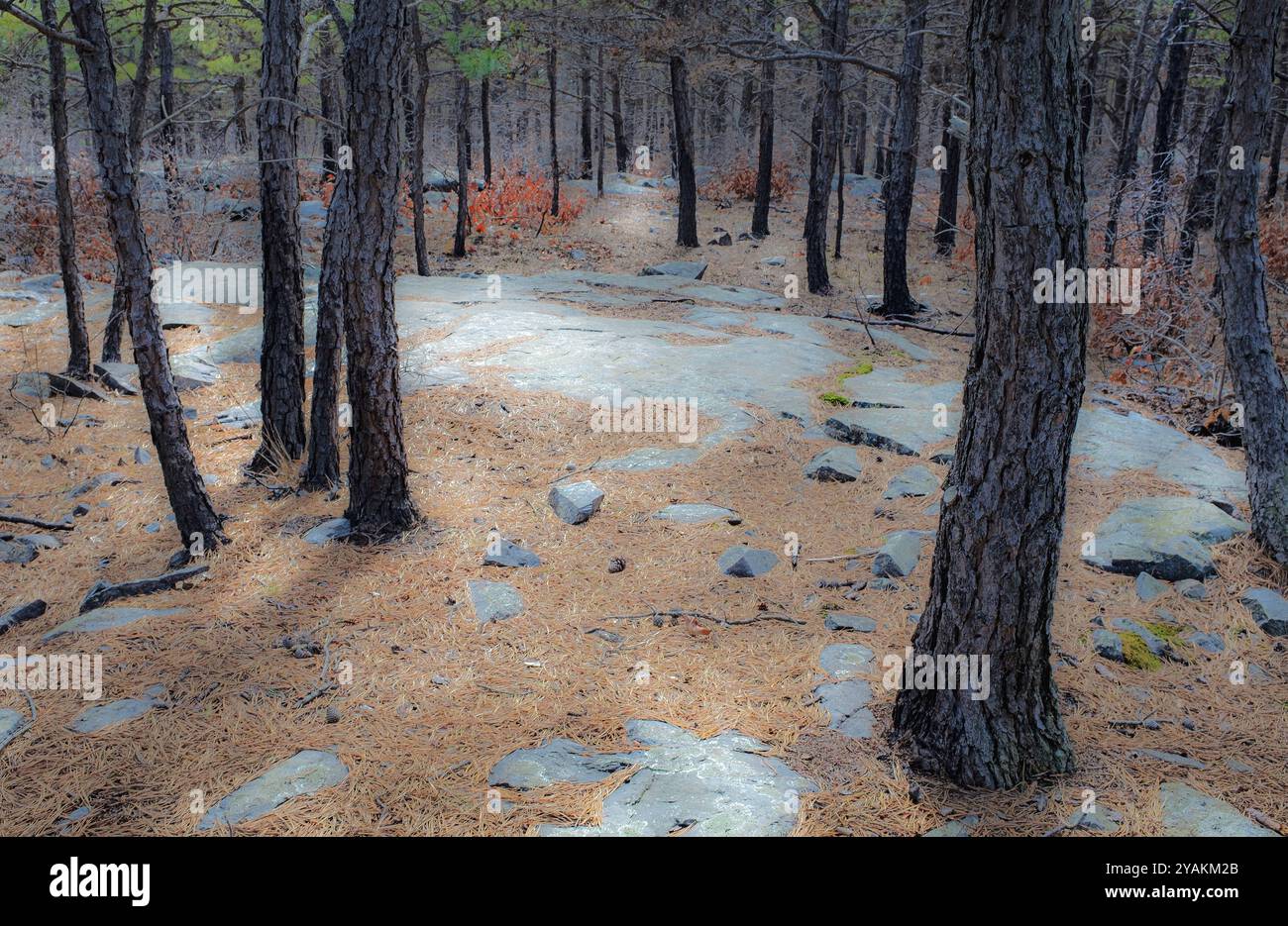 Nature pine trees hi-res stock photography and images - Alamy