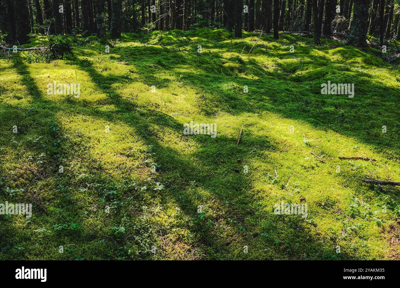 Field of green moss with tree shadows Stock Photo - Alamy