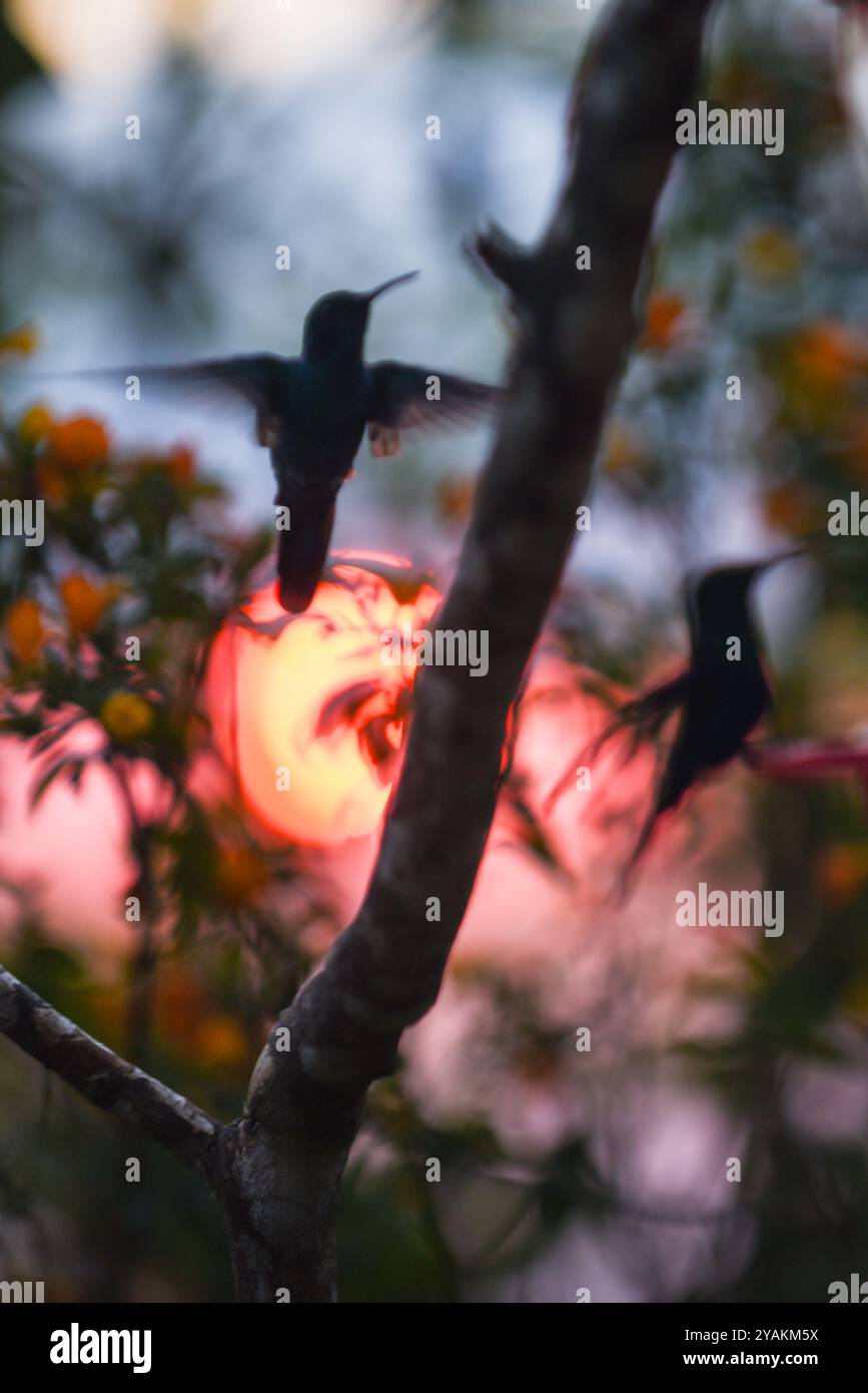 Hummingbird in Sierra Nevada de Santa Marta, Colombia Stock Photo - Alamy Hummingbird in Sierra Nevada de Santa Marta, Colombia Stock Photo - Alamy