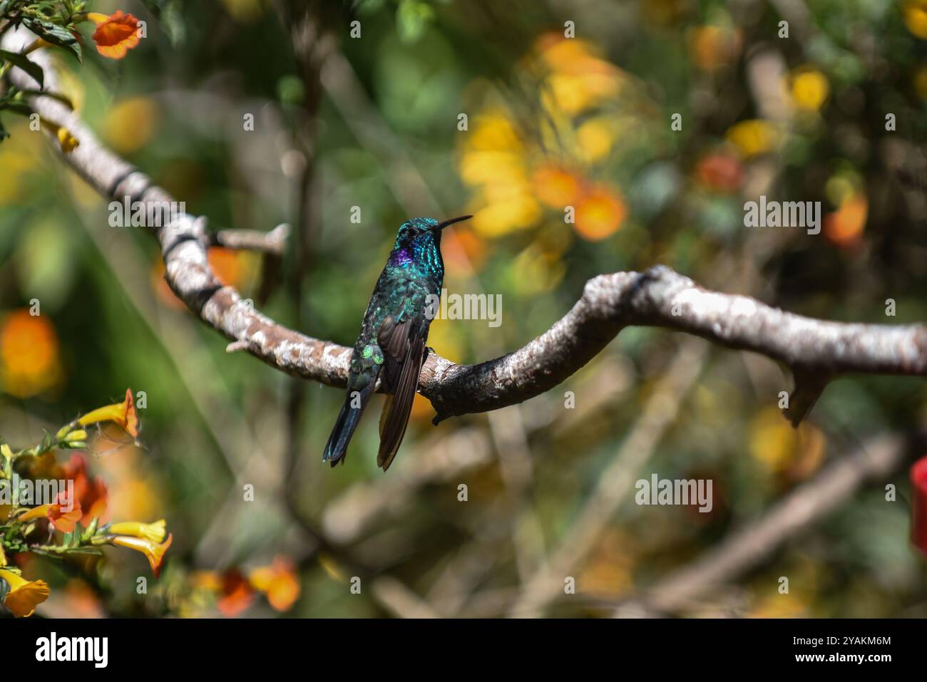 Hummingbird in Sierra Nevada de Santa Marta, Colombia Stock Photo - Alamy Hummingbird in Sierra Nevada de Santa Marta, Colombia Stock Photo - Alamy