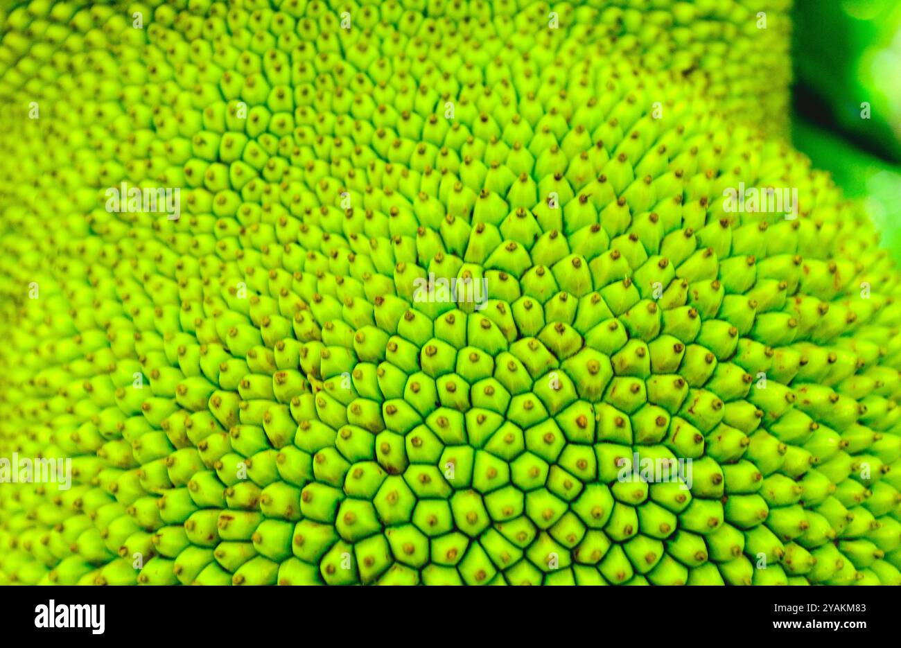 Jackfruit background hi-res stock photography and images - Alamy