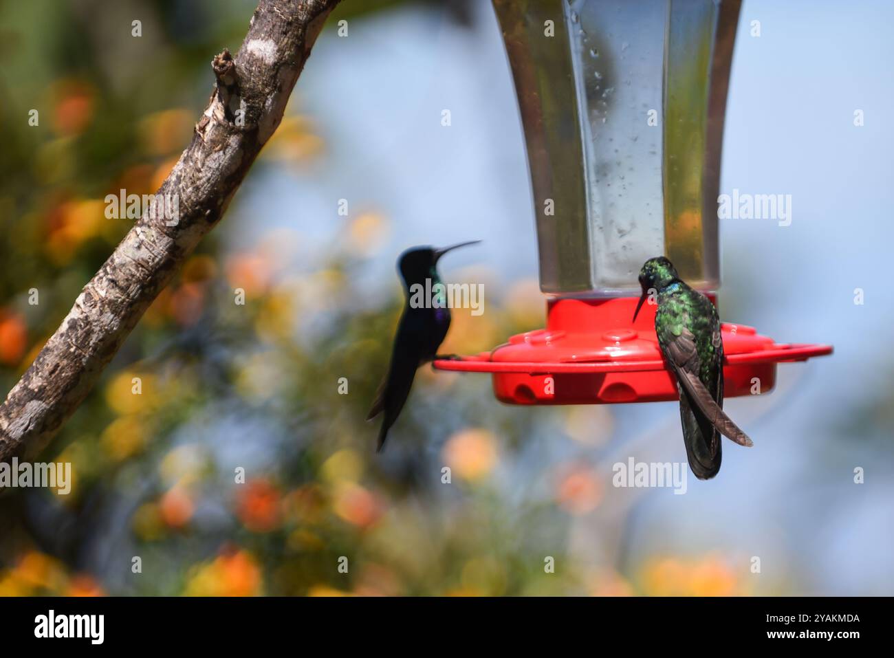 Hummingbird feeder in Sierra Nevada de Santa Marta, Colombia Stock ...