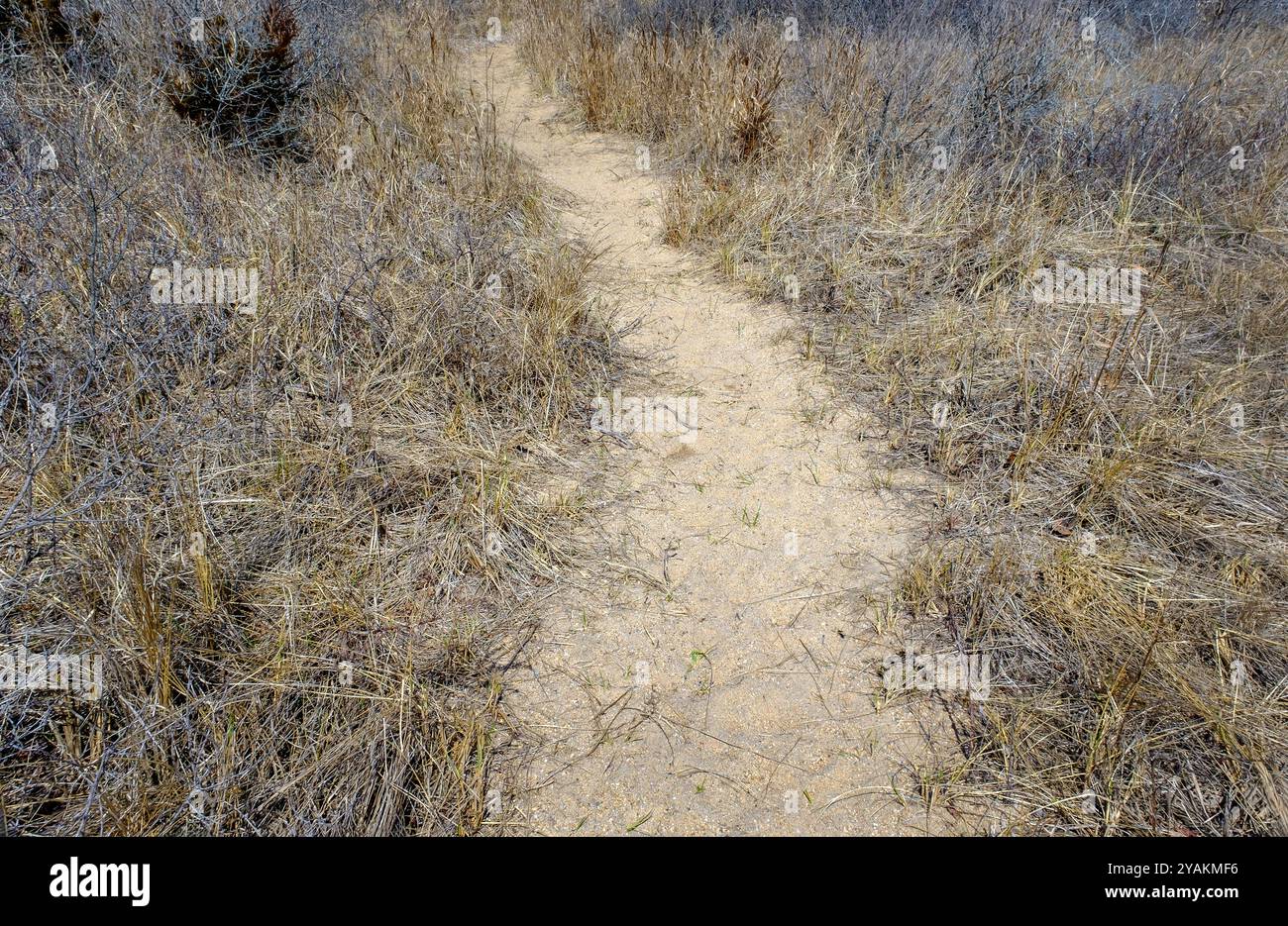Sandy path surrounded by dune grass Stock Photo - Alamy
