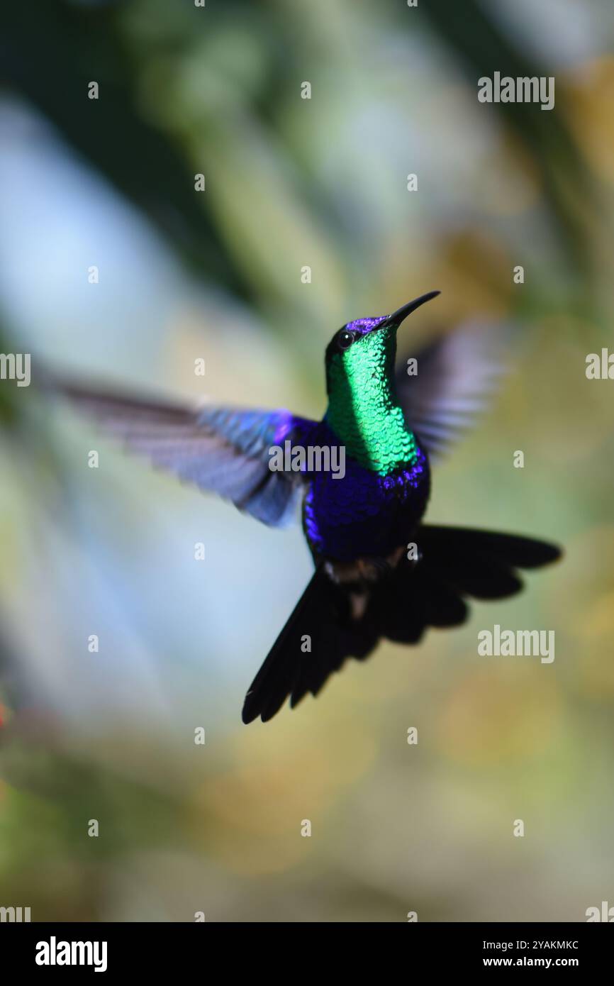 Biodiversity of colombia hi-res stock photography and images - Alamy