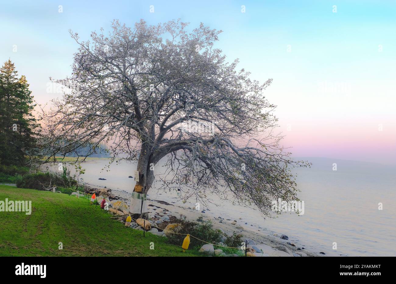 Coastal tree listing towards ocean Stock Photo - Alamy