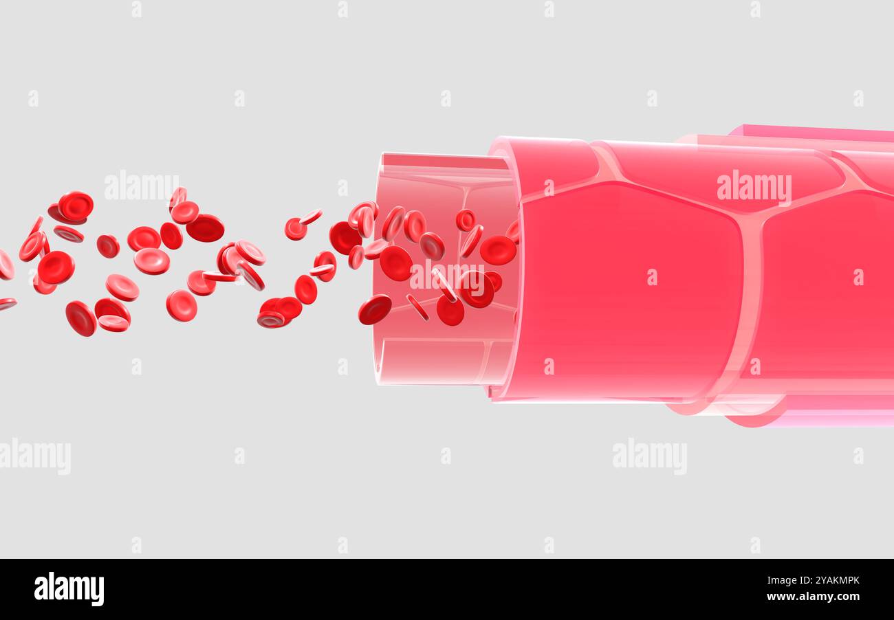 3D illustration of a glass artery or vein showing their layers, with ...