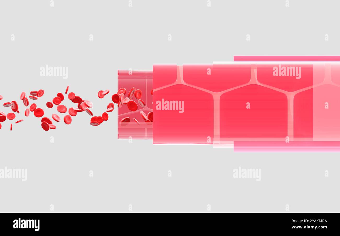 3D illustration of a glass artery or vein showing their layers, with ...