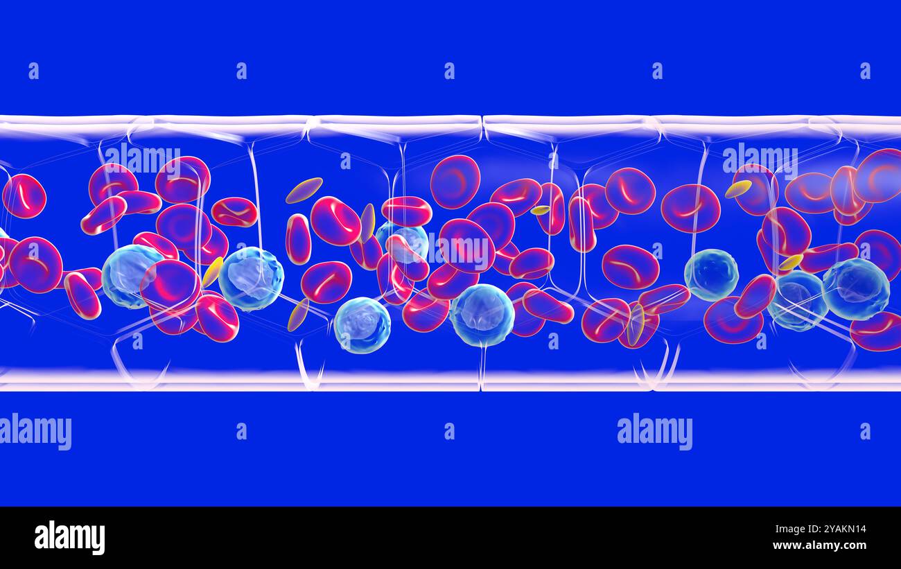 3D illustration of the anatomical interior of a transparent glass ...