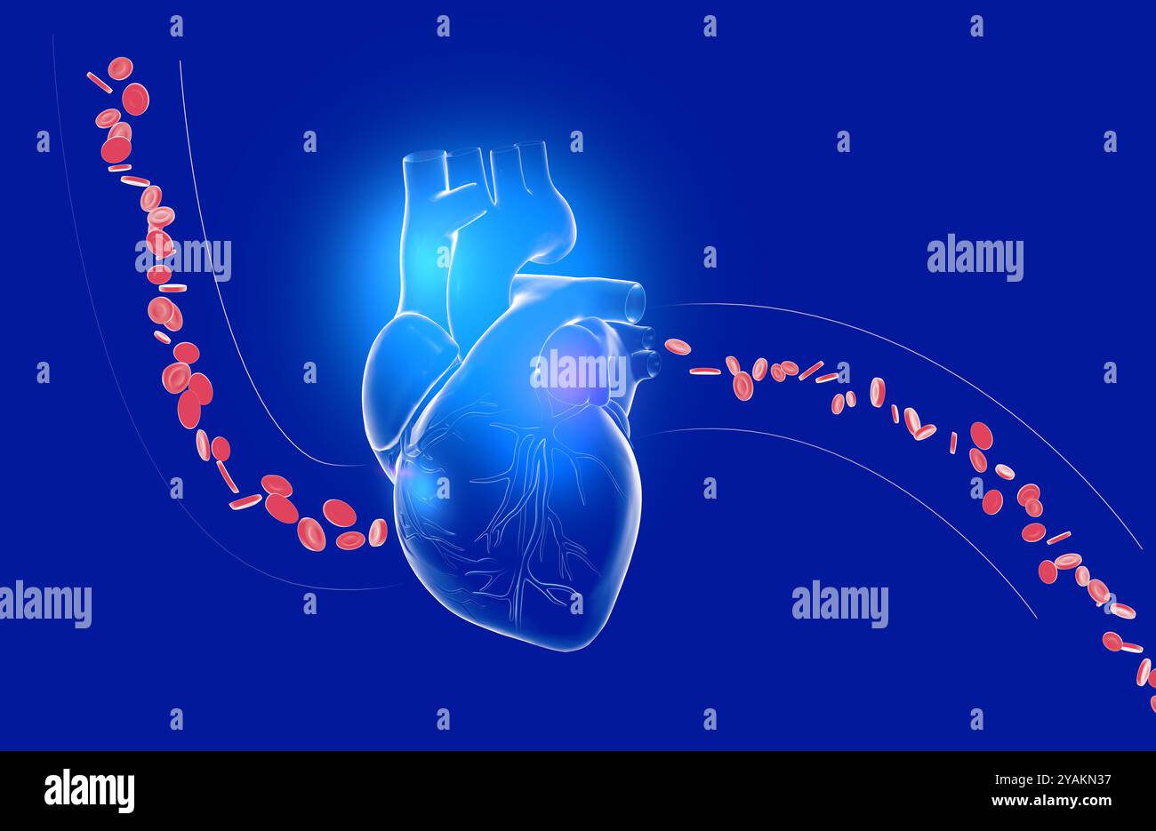 3d illustration of a transparent beating heart, with coronary arteries ...