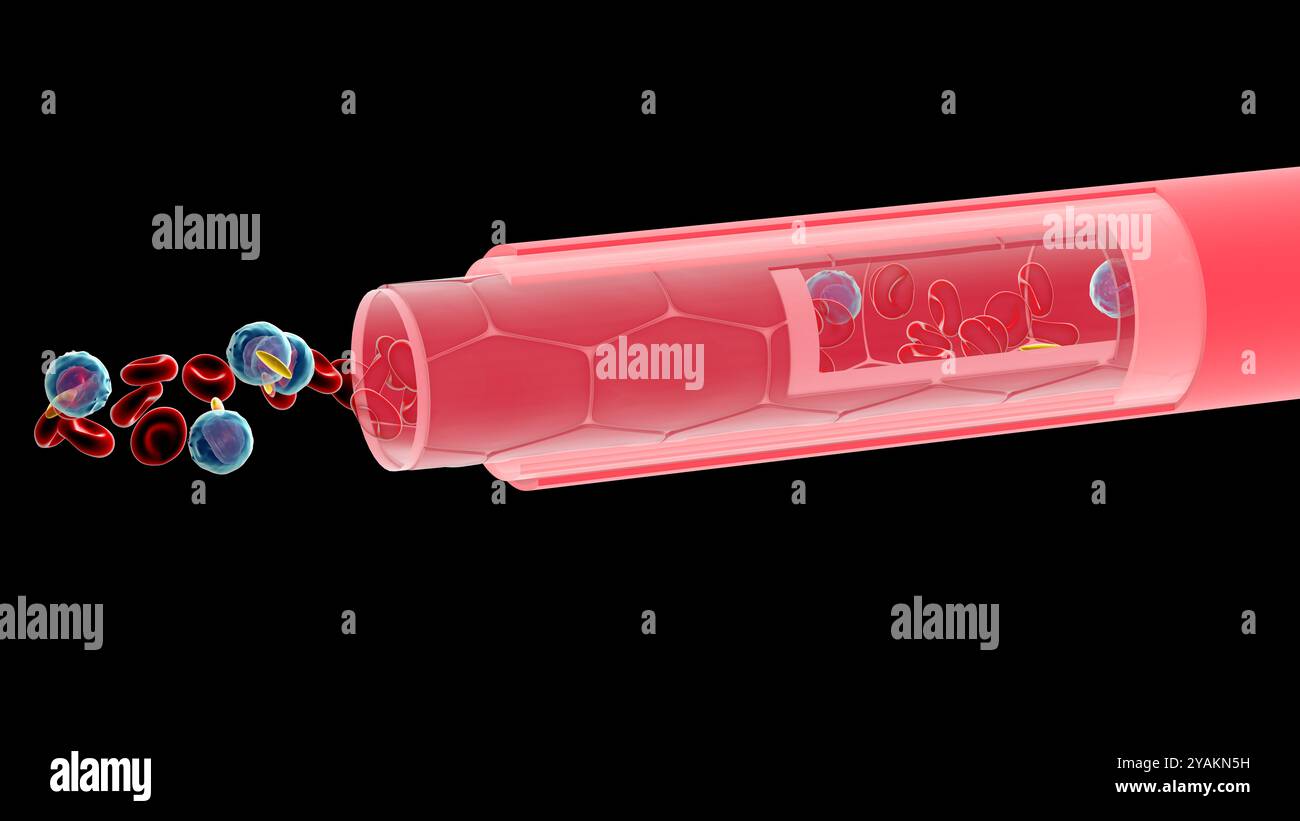 3D illustration of the section of an artery or vein with a movement ...