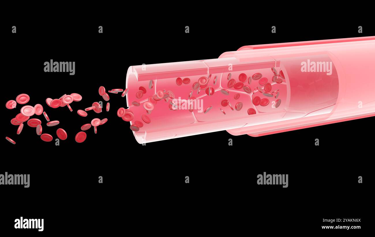 3d animation of the anatomical section of an artery or vein. Showing ...