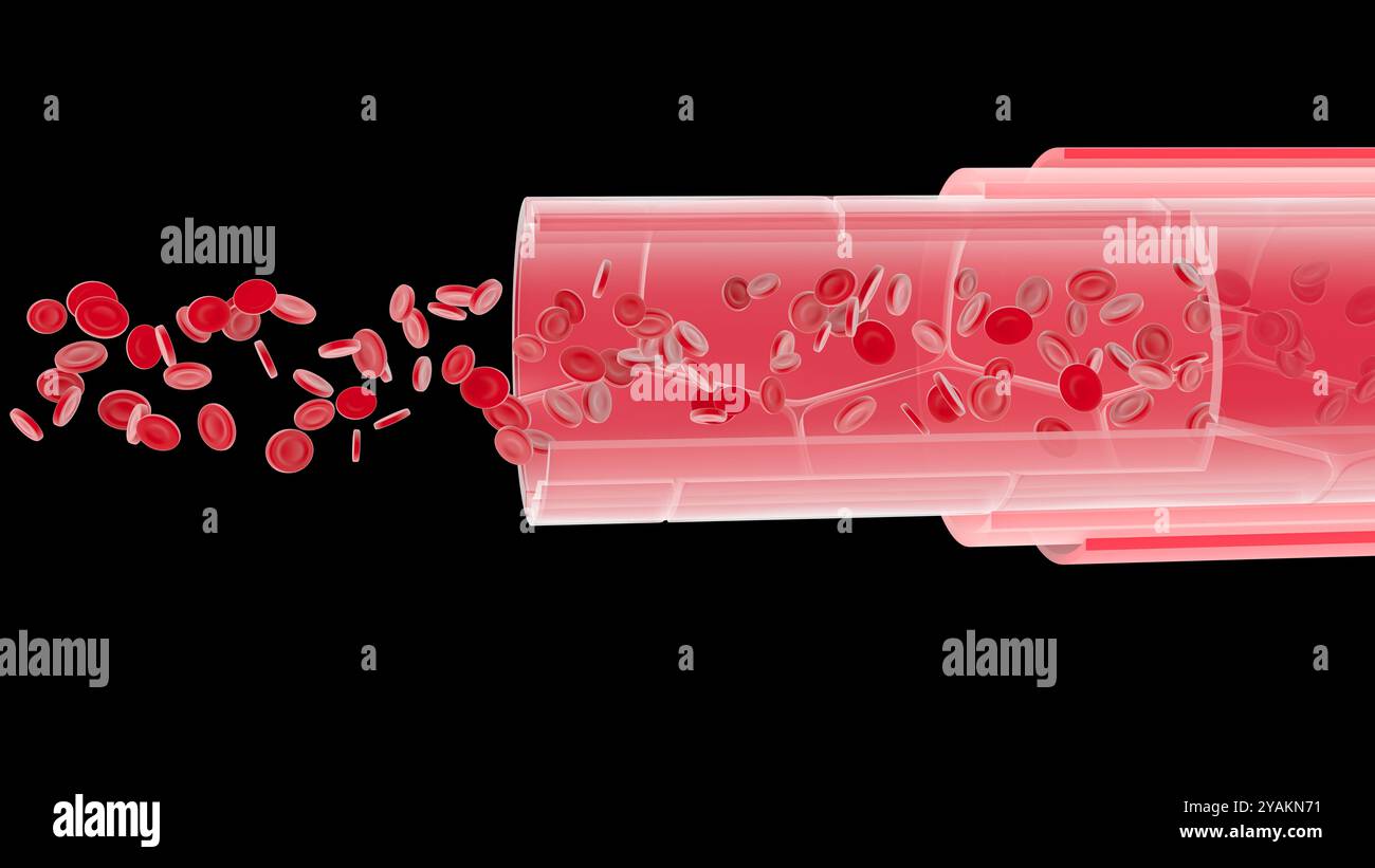 3d animation of the anatomical section of an artery or vein. Showing ...