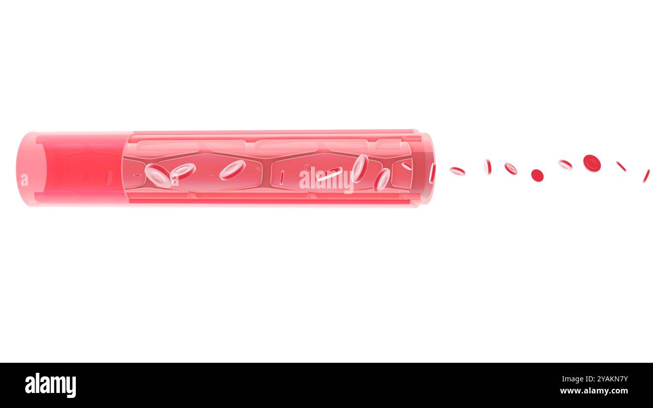 3d illustration of the section of an artery or vein. Showing the ...