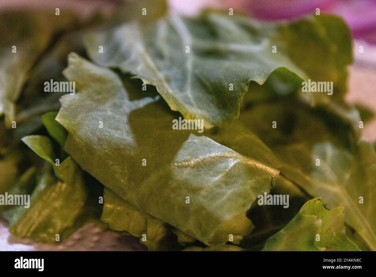 Lettuce prep hi-res stock photography and images - Alamy