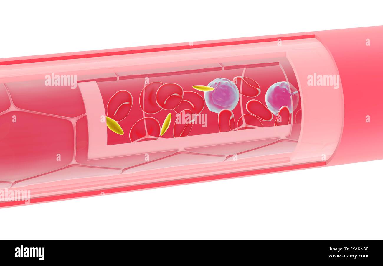 Muscle layers of the heart hi-res stock photography and images - Alamy